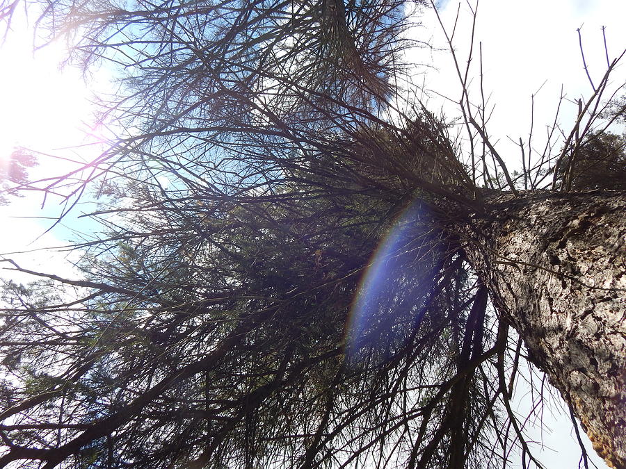 Tree Rainbow Photograph by Jason Roth - Pixels