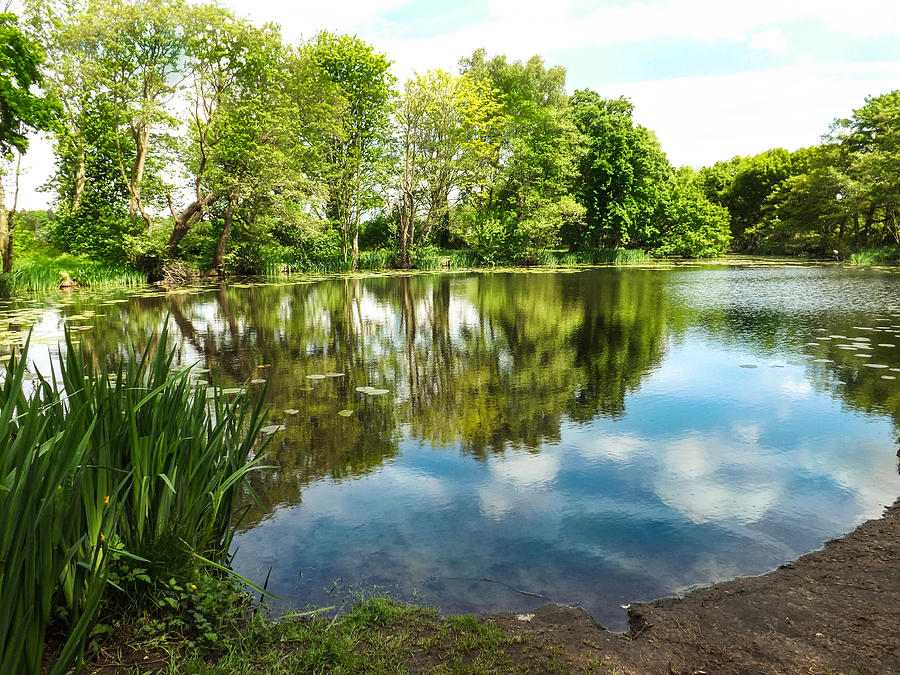 Tree Reflection Photograph by David Jones - Fine Art America