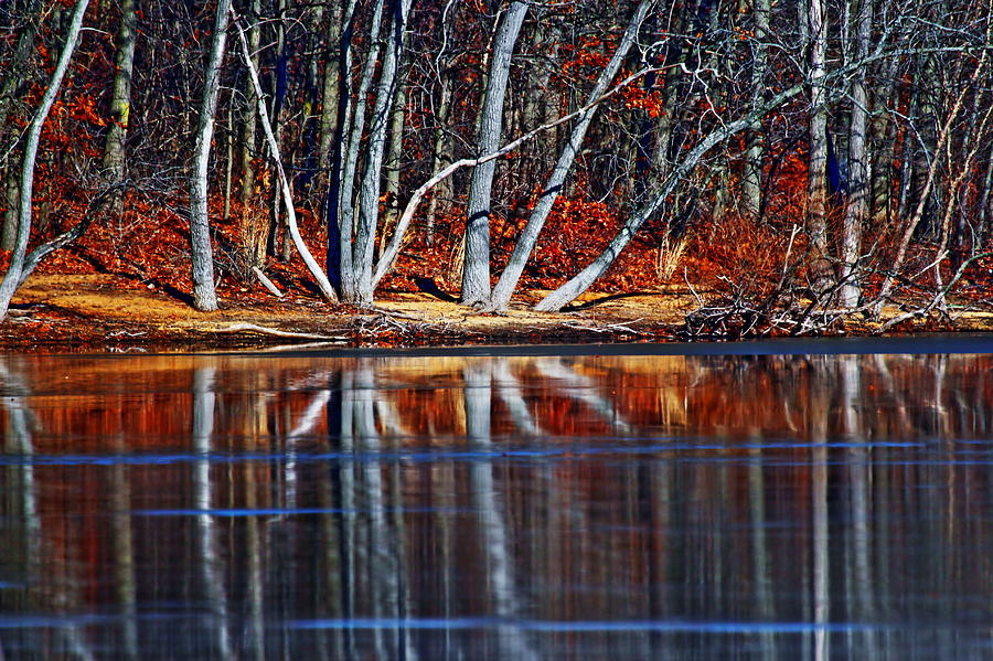 Tree Reflection Photograph by DVP Artography - Fine Art America