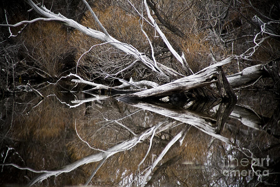 Tree Reflection Photograph by THP Creative - Pixels