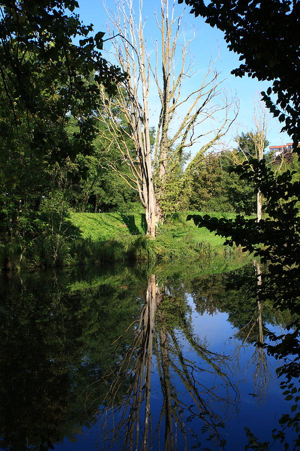 Tree Reflections Photograph by Aidan Moran - Pixels