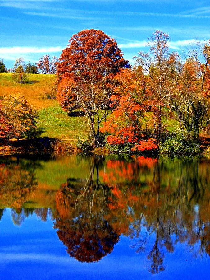 Tree Reflections Photograph by Lisa Keeter - Fine Art America