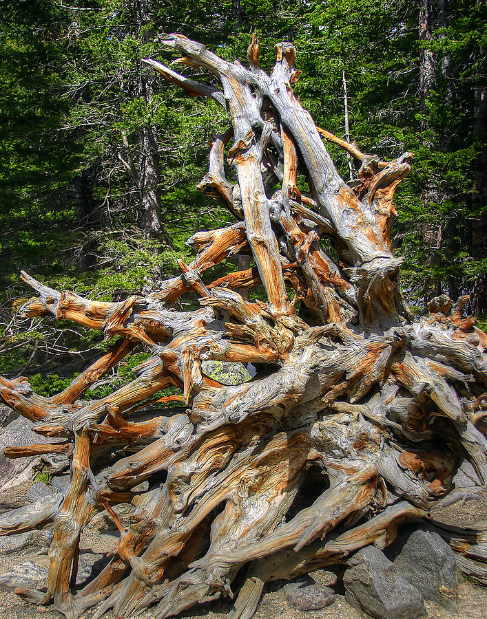 Tree Root Tangle Photograph by Allen Lang - Fine Art America