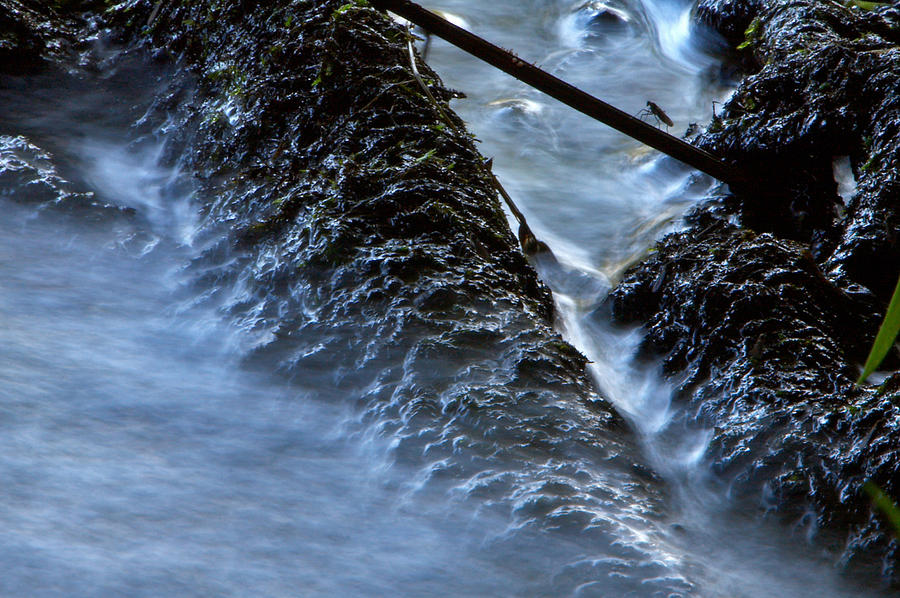 Tree Roots in Moving Water Photograph by Jay Evers - Fine Art America
