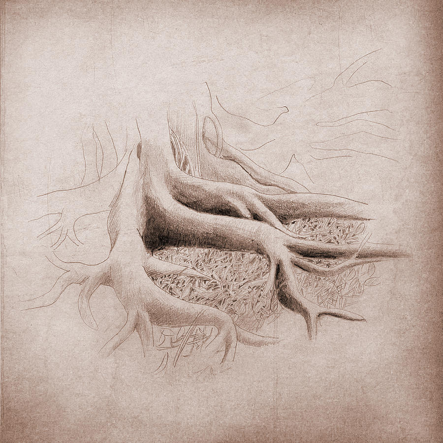 Tree Roots Digital Art by Joanne Ehrich - Fine Art America