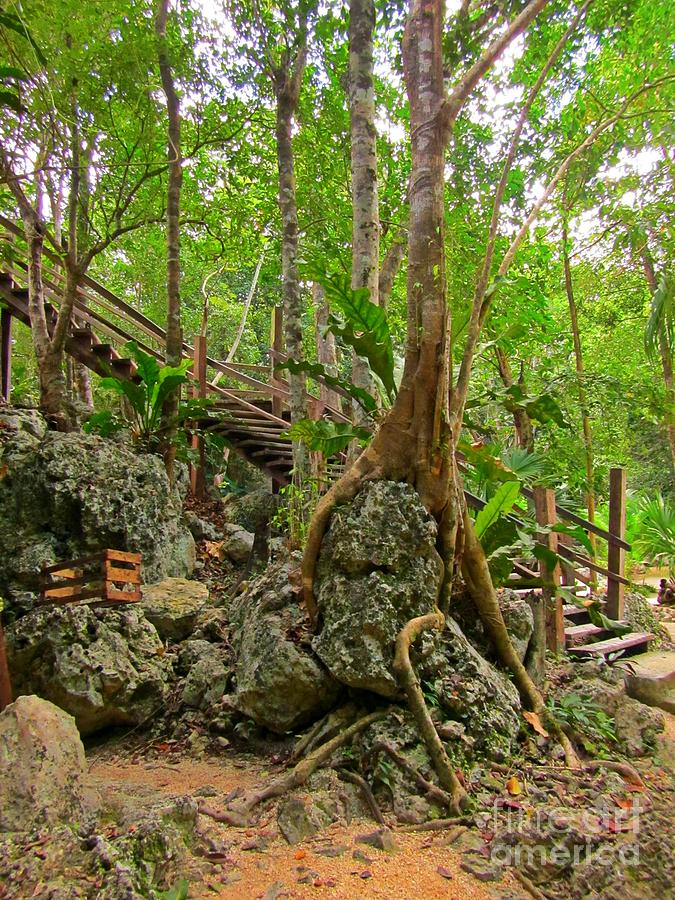 Tree Roots on Rock Photograph by John Malone - Pixels