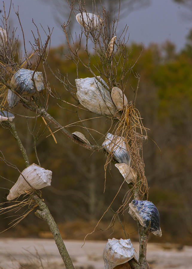 Tree Shells Photograph by Scott Bush - Fine Art America