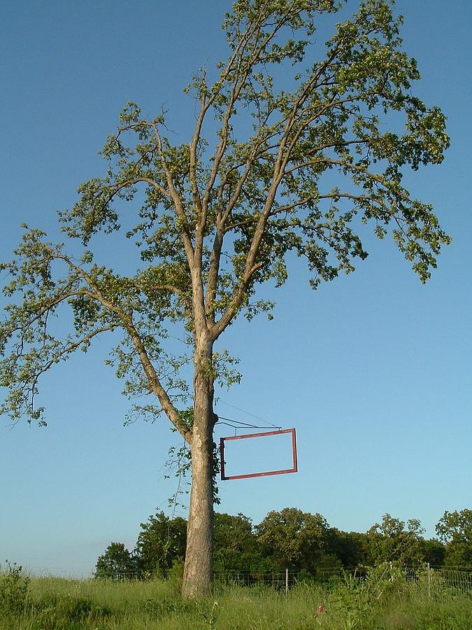 Tree Sign Post Photograph by Sam Perry - Fine Art America