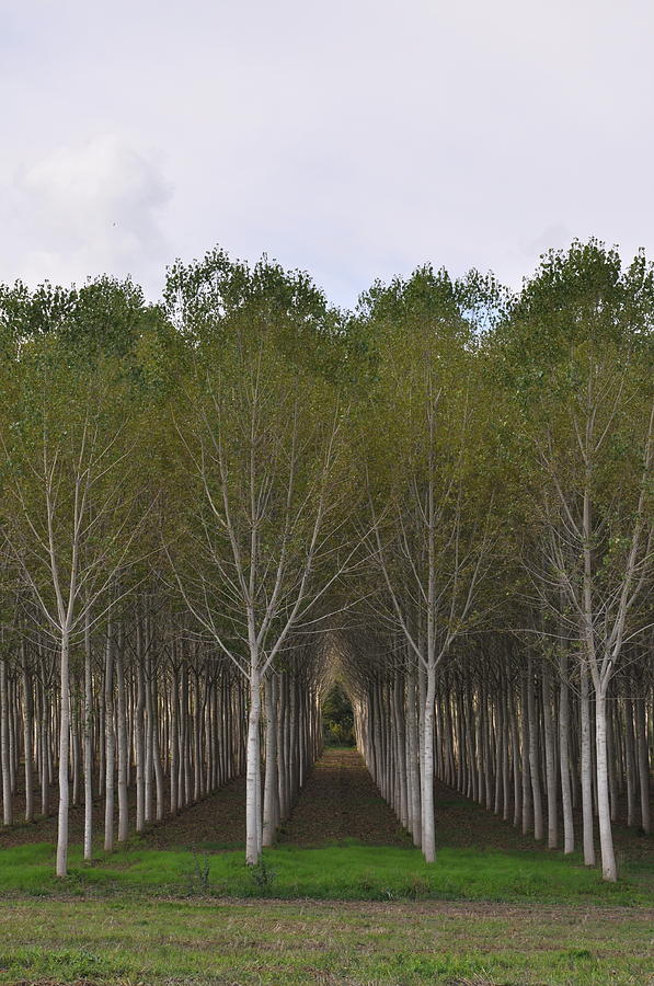 Tree Soldiers Photograph by Toni Ryder - Fine Art America
