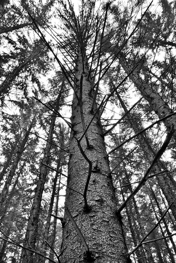 Tree Spikes Photograph by Michael McEntee - Fine Art America
