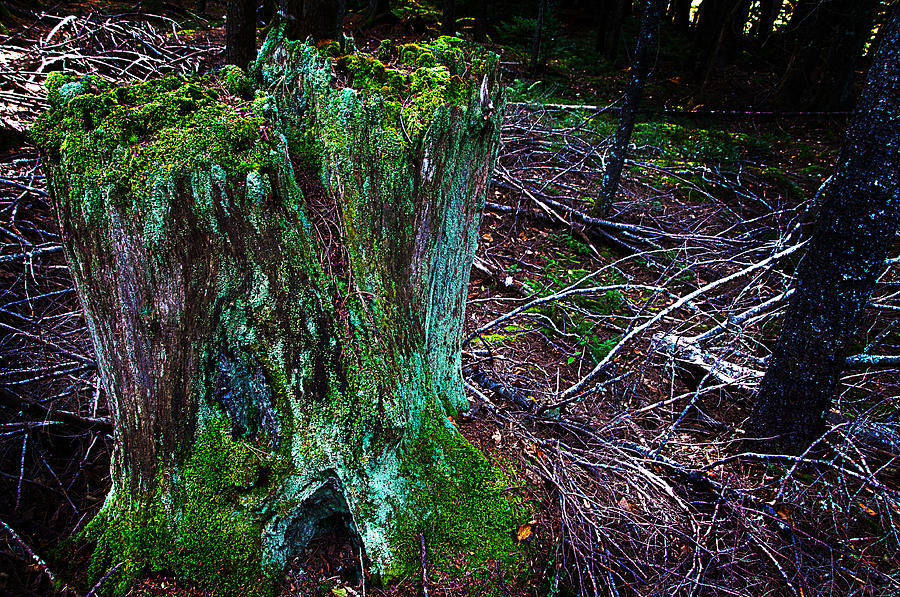 Tree Stump Photograph by Geoff Evans - Fine Art America