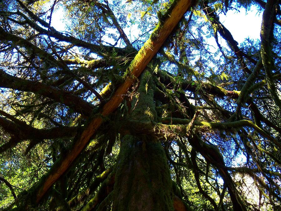 Tree Tangle Photograph by Steve Battle - Fine Art America