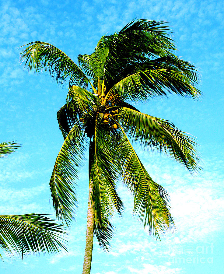 Tree Top Photograph by Nicole Jones - Pixels