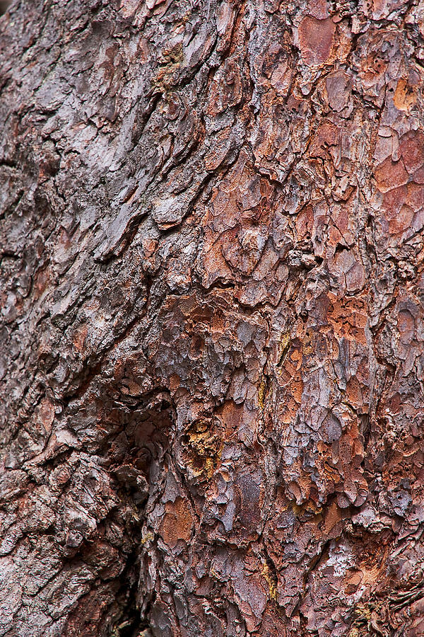 Tree Trunk Abstract Photograph by Stuart Litoff - Fine Art America