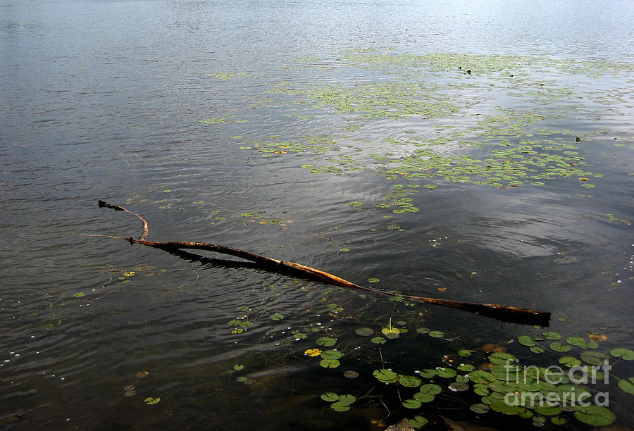 Tree Trunk Floating Photograph by Andre Paquin - Pixels