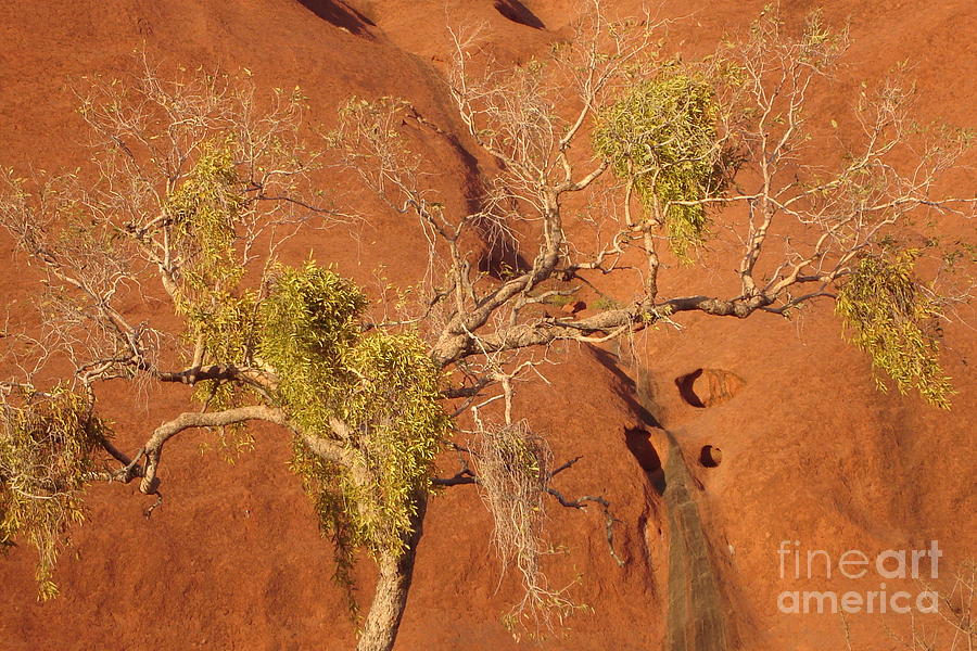 Tree Uluru Photograph by Sara Meijer | Fine Art America