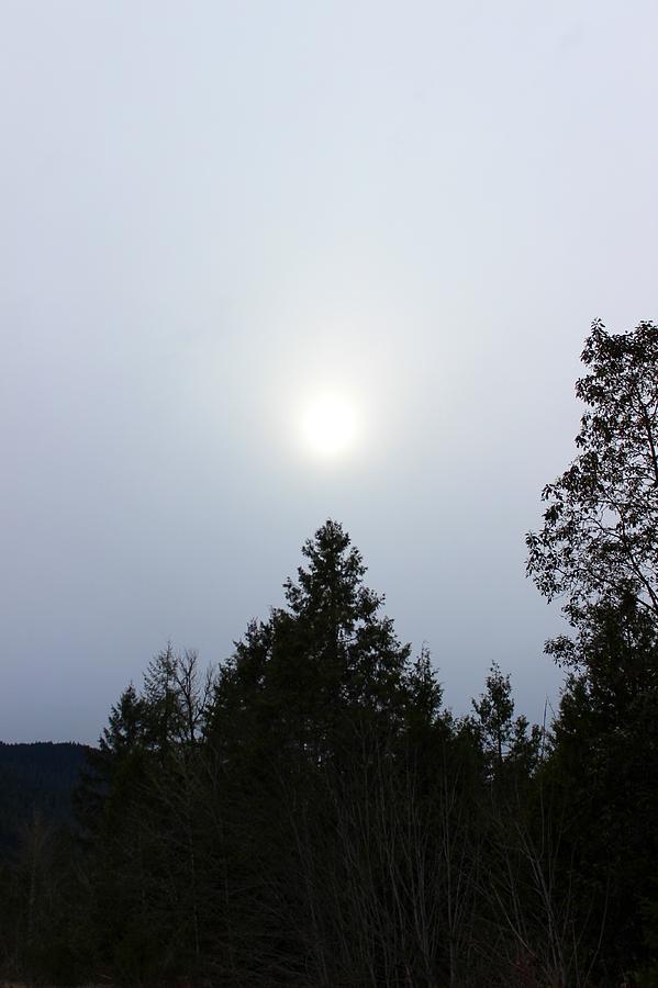 Tree under Sun Photograph by Tim Rice - Pixels