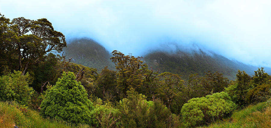 Tree With Mountain Range Photograph by Panoramic Images - Fine Art America