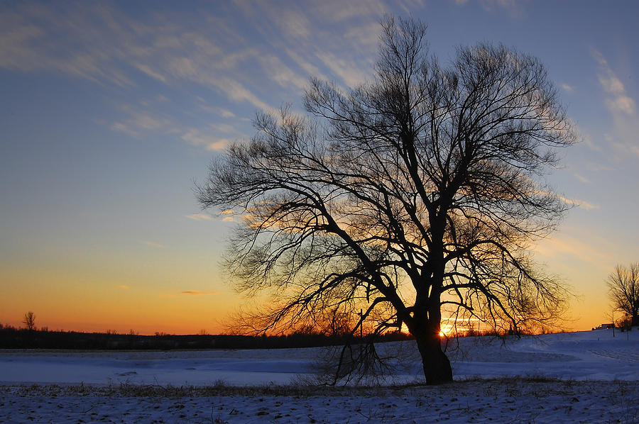 Tree with sunset Photograph by Eric Chamberland | Pixels