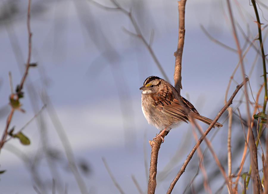 Tree Wren Photograph by Robert Thayer - Pixels