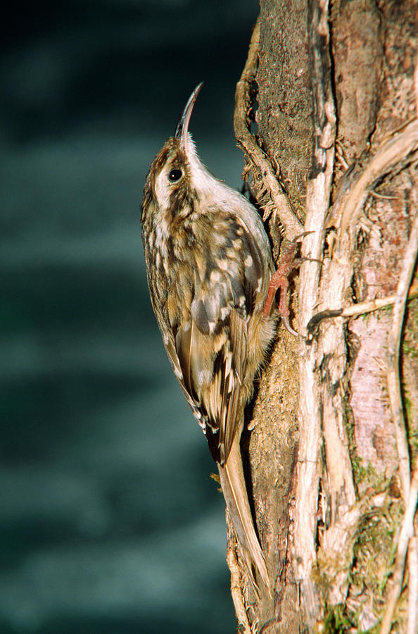 Treecreeper Photograph by Science Photo Library - Pixels