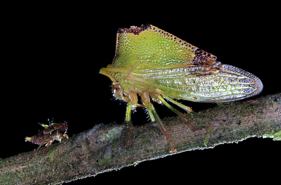 Treehopper And Nymph Photograph by Patrick Landmann/science Photo ...