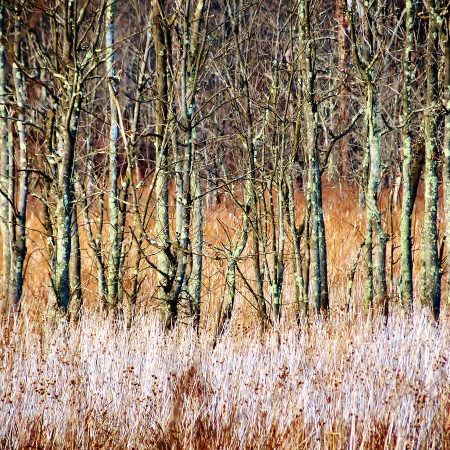 TreeLines Photograph by Art Dingo - Fine Art America