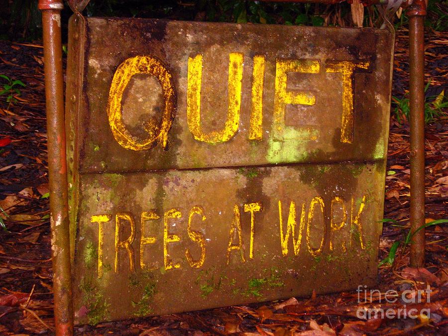 Trees at Work Photograph by Christine Stack - Fine Art America