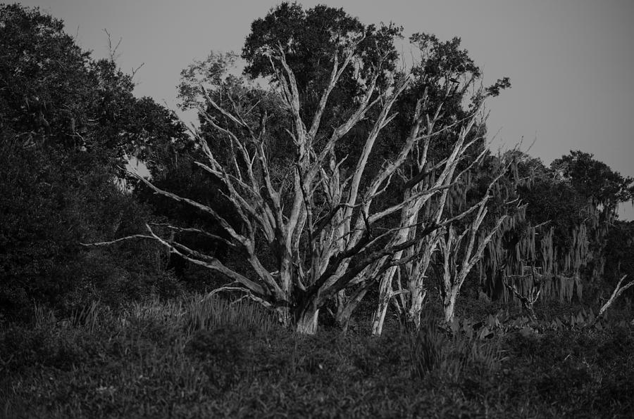 Trees BW Photograph by Brian Manley - Fine Art America
