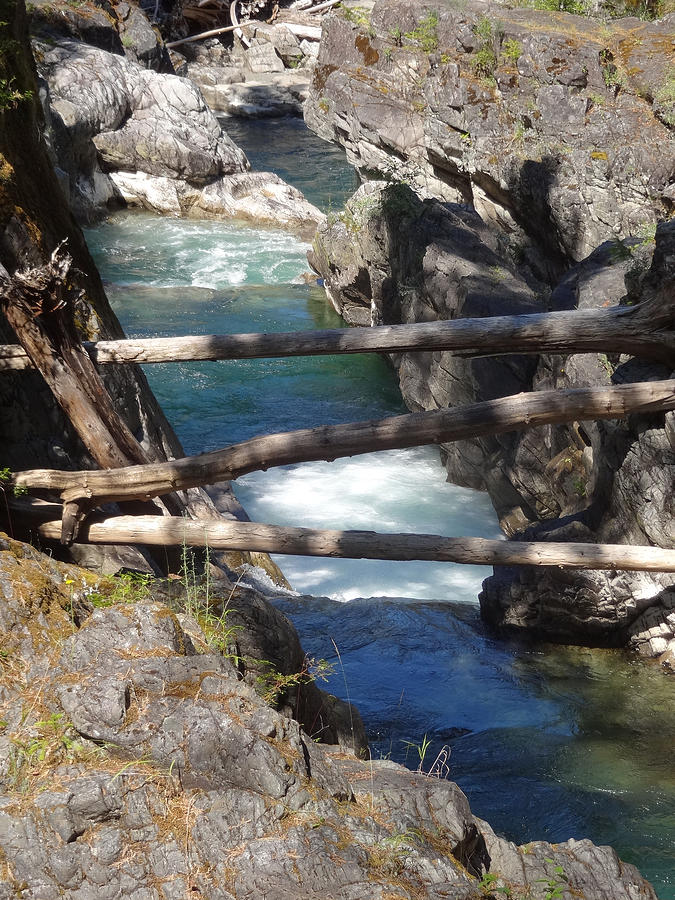 Trees floating Photograph by Michael Schutte | Fine Art America