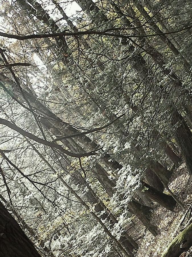 Trees in Autumn BW Photograph by Christine Musser - Fine Art America