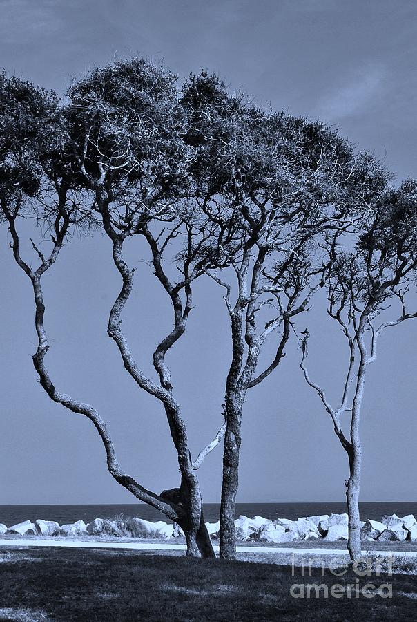 Trees In Cyan Photograph by Bob Sample - Fine Art America