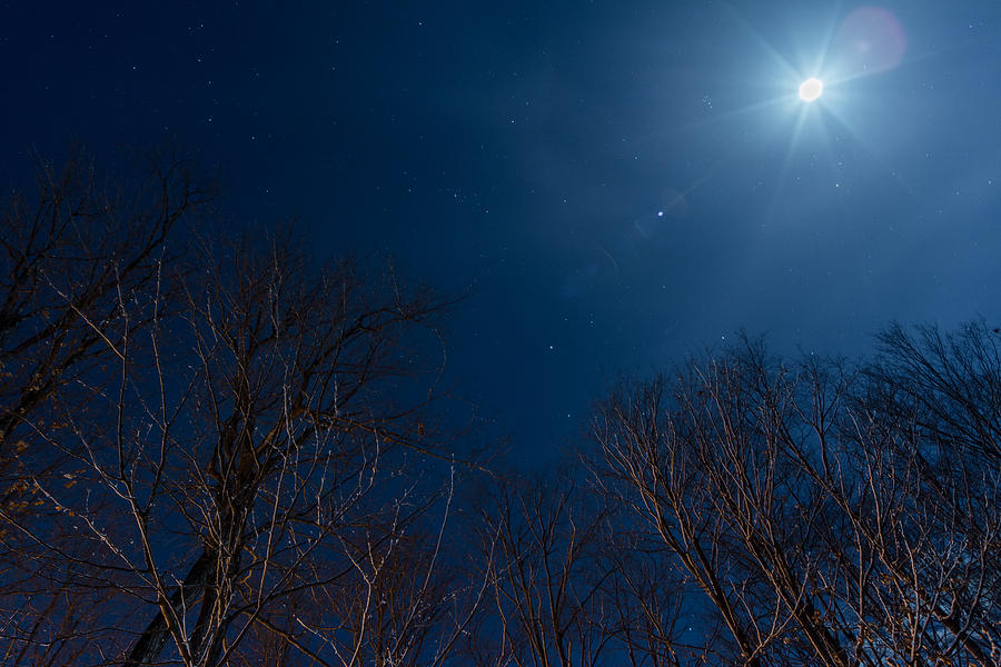 Trees in Moonlight Photograph by Richard Kitchen - Fine Art America