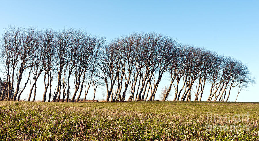 Trees lined up Photograph by Mike Santis - Fine Art America