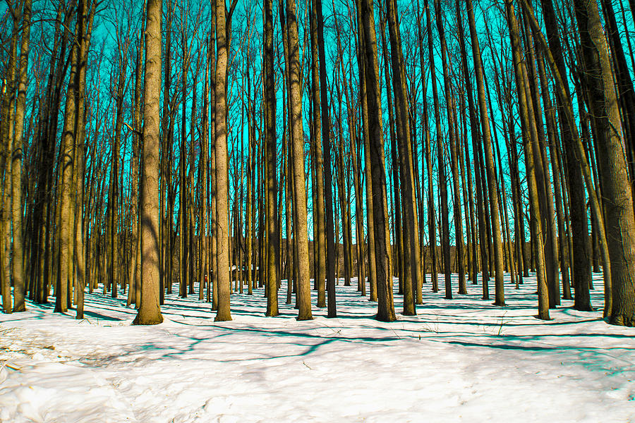 Trees Photograph by Michael Agnew - Fine Art America