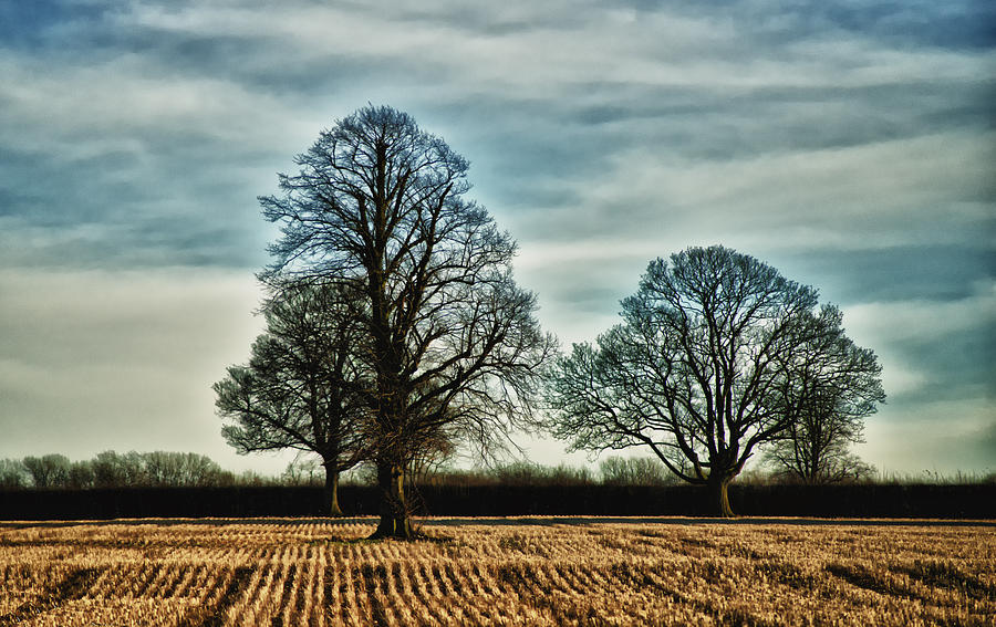 Trees Photograph by Rob Mortell - Fine Art America
