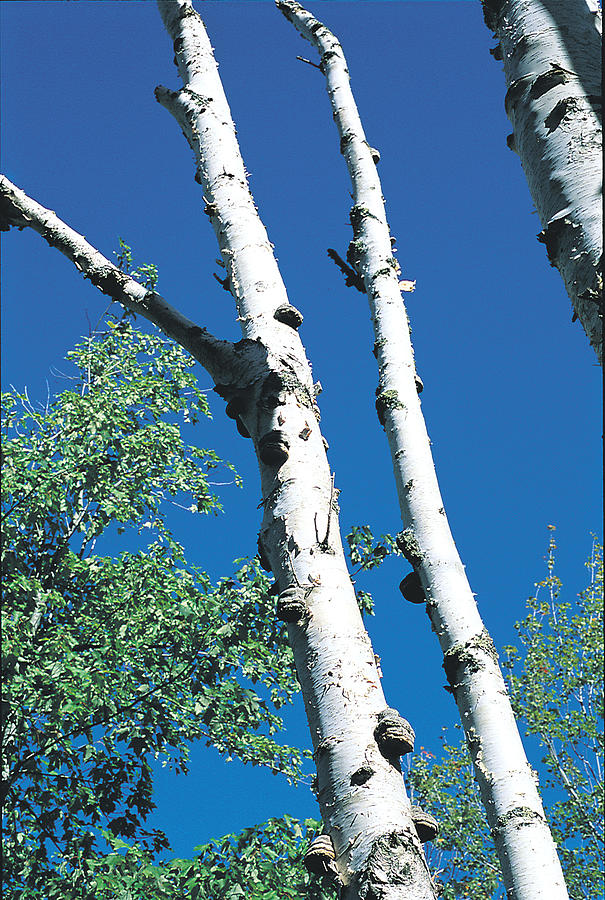 Trees Photograph by Robert Rosati - Fine Art America
