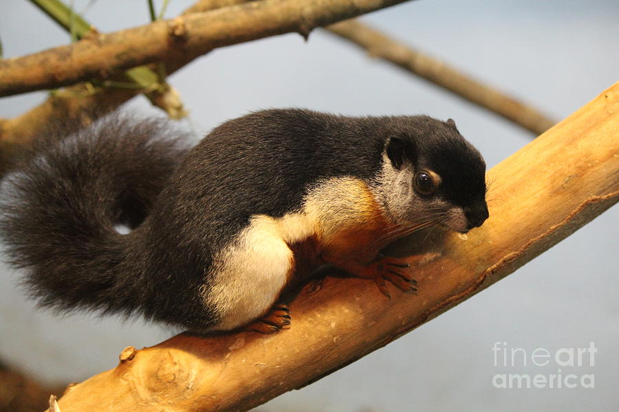 Tri-color Squirrel Photograph by Connie Mueller | Fine Art America
