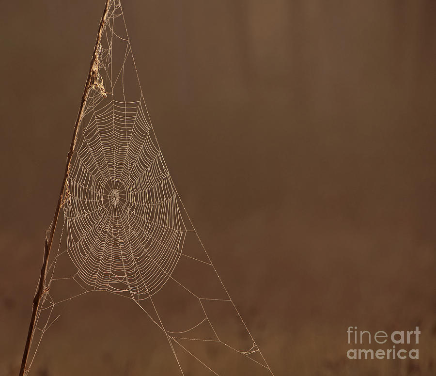 Triangle Web Photograph by Roy Thoman - Fine Art America