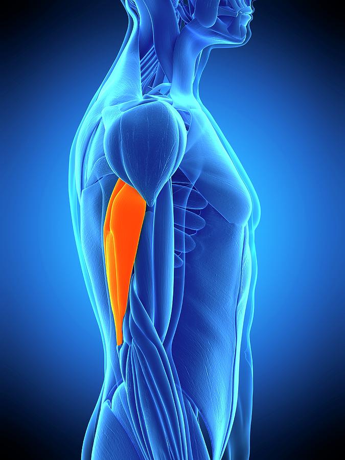 Triceps Muscle by Science Photo Library