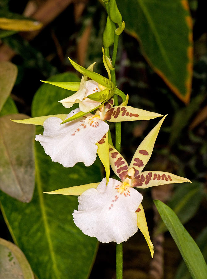 Trichocentrum Photograph by Millard H. Sharp - Fine Art America