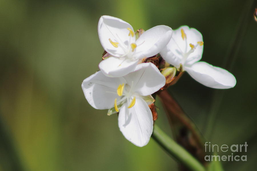 Trilogy Photograph by Steven Rees - Fine Art America
