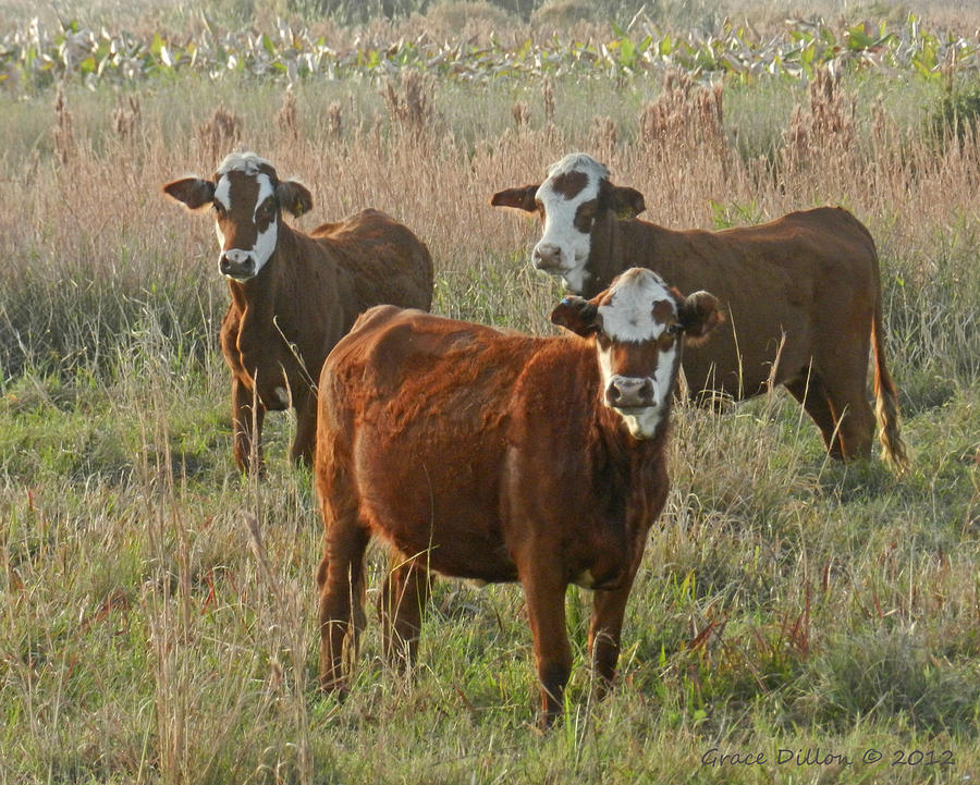 Triplets Photograph by Grace Dillon - Fine Art America