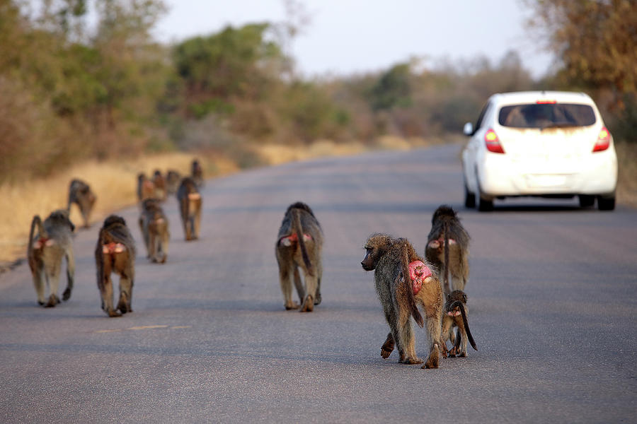 Troop Of Baboons Chasing Car Driving Photograph By David Santiago Garcia Fine Art America