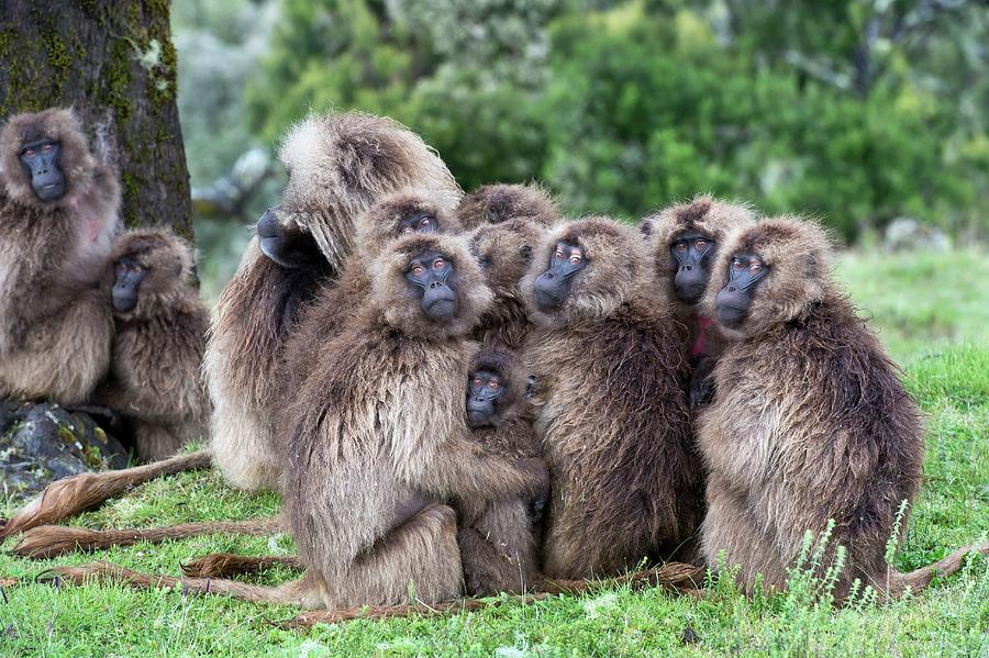 Troop Of Gelada Baboons Huddled Together Photograph By Tony Camacho