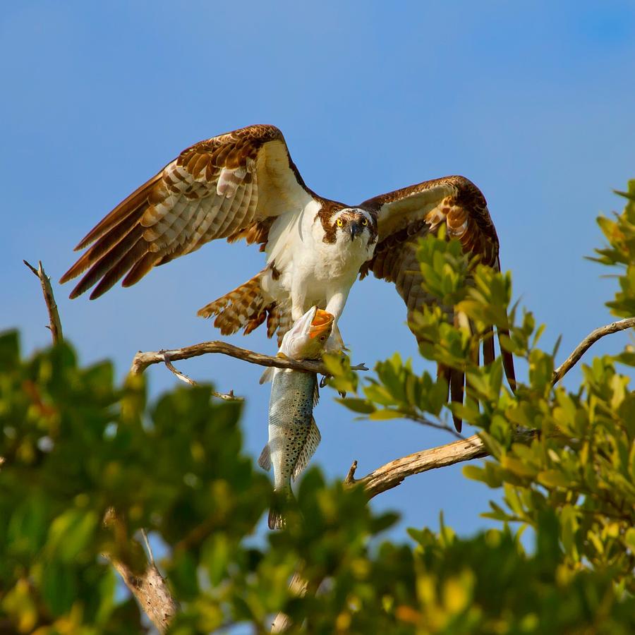 Trophy Catch Photograph by John Absher | Fine Art America
