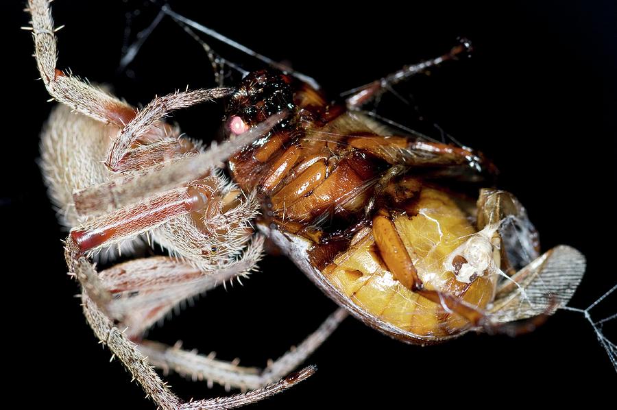 Tropical Orb Weaver Spider Photograph By Clay Colemanscience Photo Library