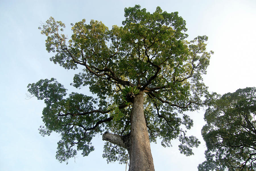 Tropical Rainforest Tree Photograph by Sinclair Stammers/science Photo ...