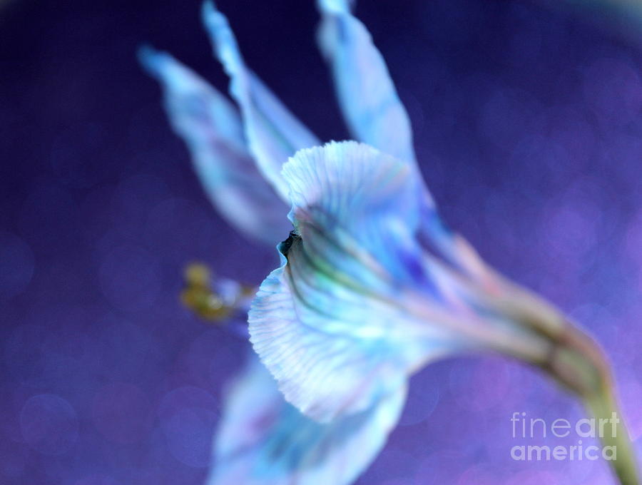 True Photograph By Krissy Katsimbras Fine Art America