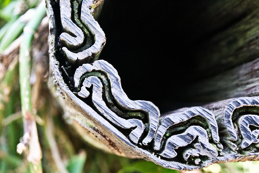 Trunk Pattern Photograph by Simona Berger - Fine Art America